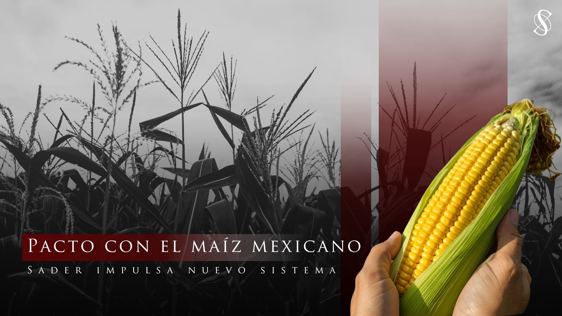 Pacto con el maíz mexicano